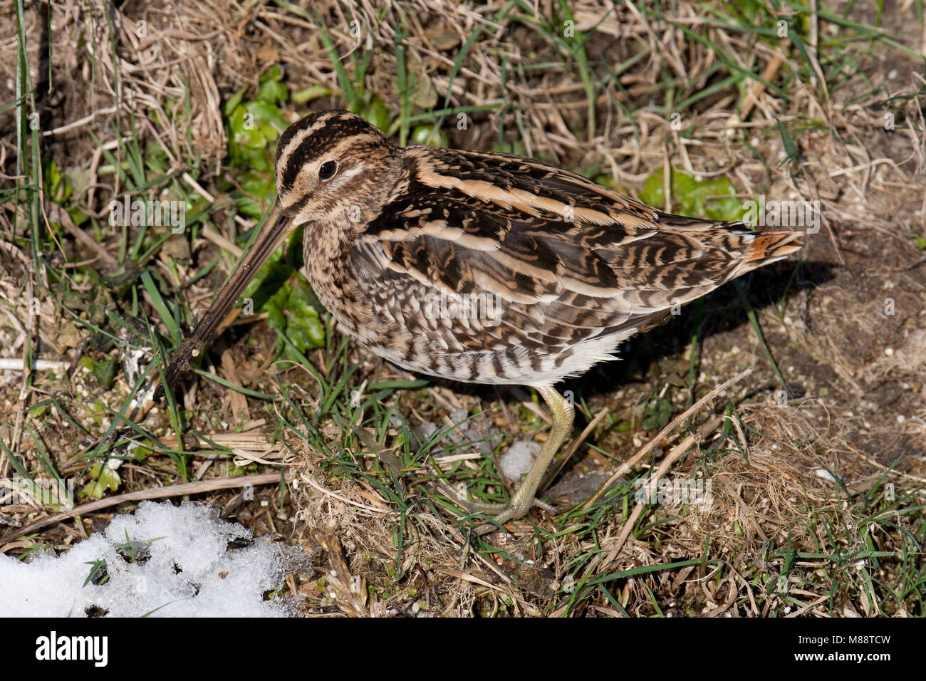 Watersnip in slootkant; Common Snipe in side of ditch Stock Photo - Alamy