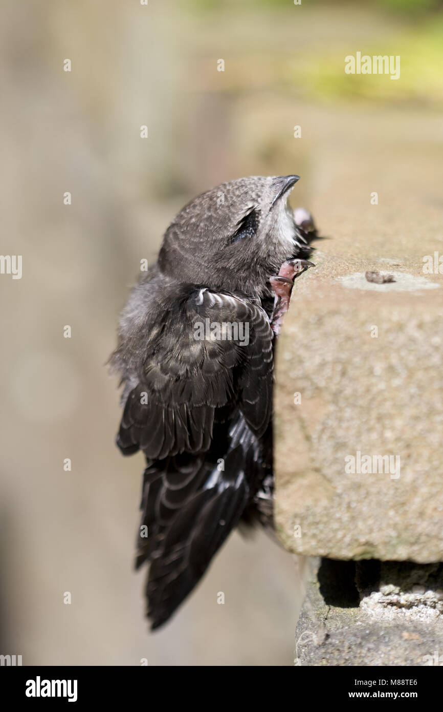 Common swift apus juvenile hi-res stock photography and images - Alamy