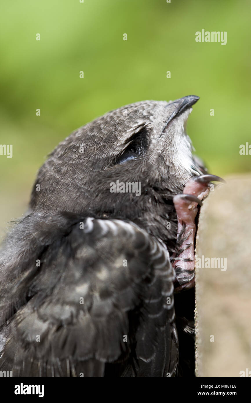 Common swift apus juvenile hi-res stock photography and images - Alamy