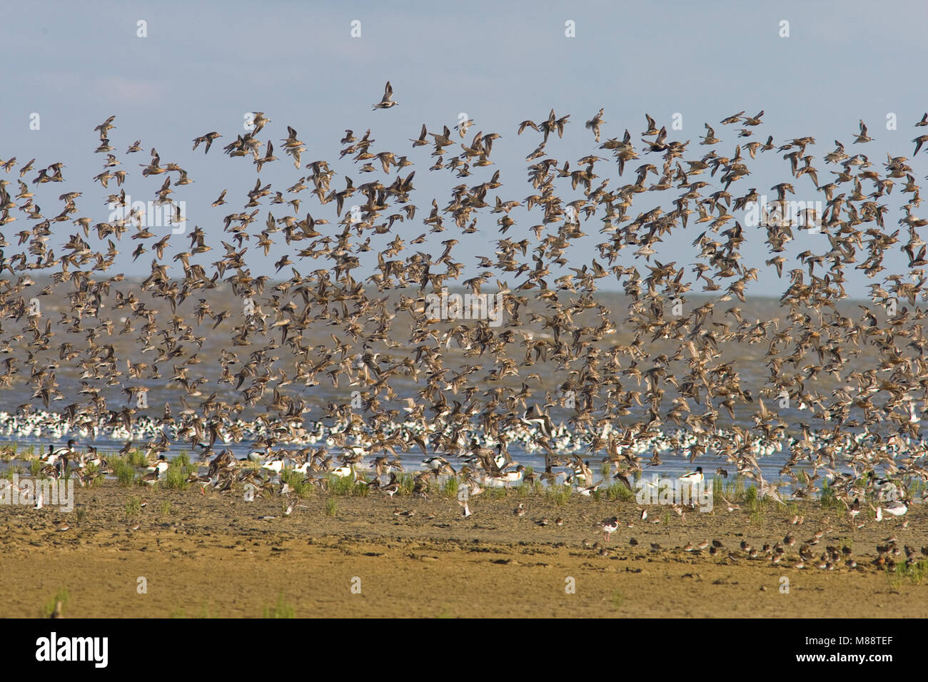 Curlew Sandpiper flock flying; Krombekstrandloper groep vliegend Stock ...
