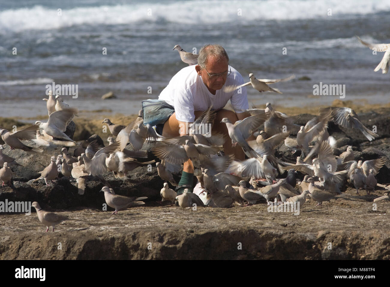 Turkse Tortels worden gevoerd; Eurasian Collared Doves being fed Stock ...