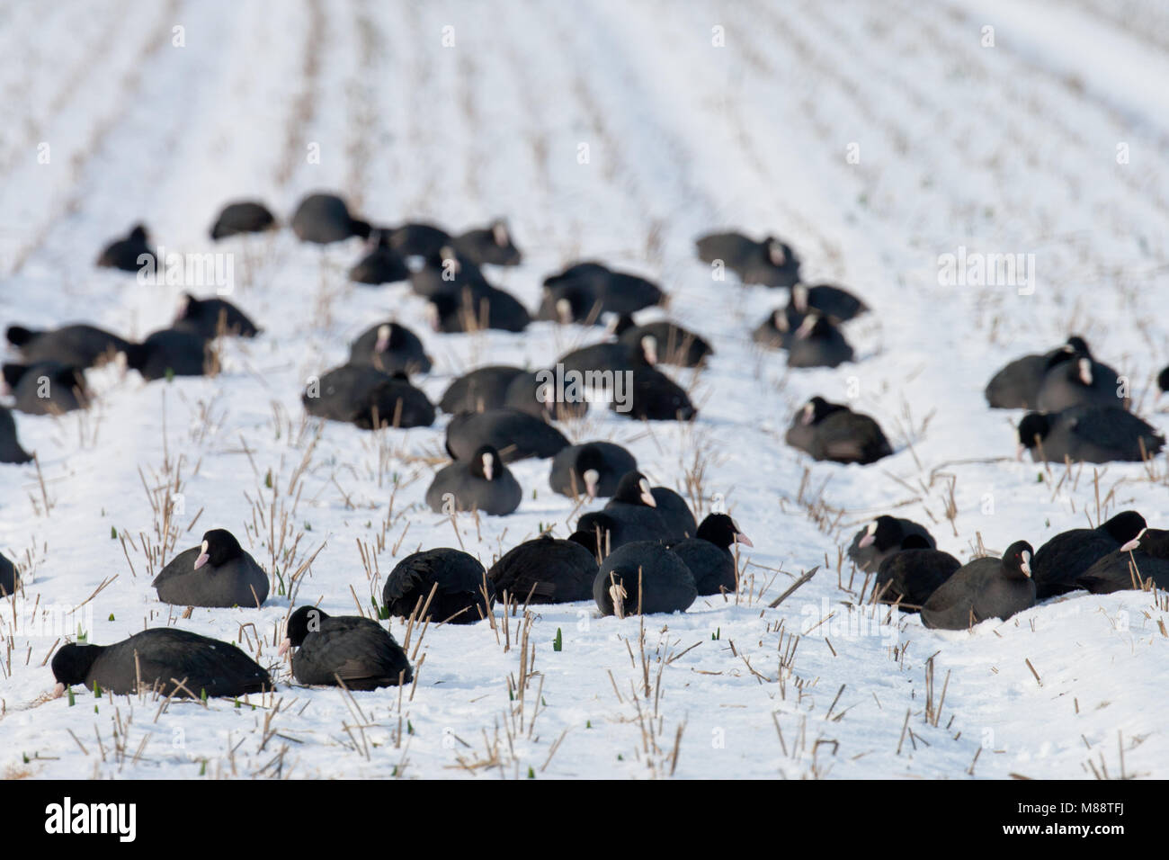 Groep Meerkoeten in de winter op besneeuwde akker; Group Eurasian Coots ...