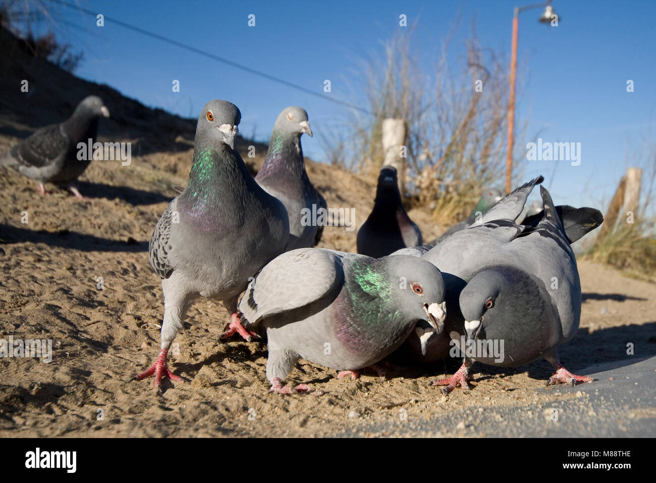 Postduiven hi-res stock photography and images - Alamy