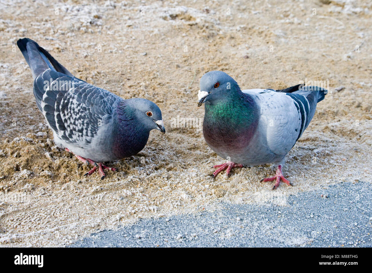 Pigeons of europe hi-res stock photography and images - Alamy