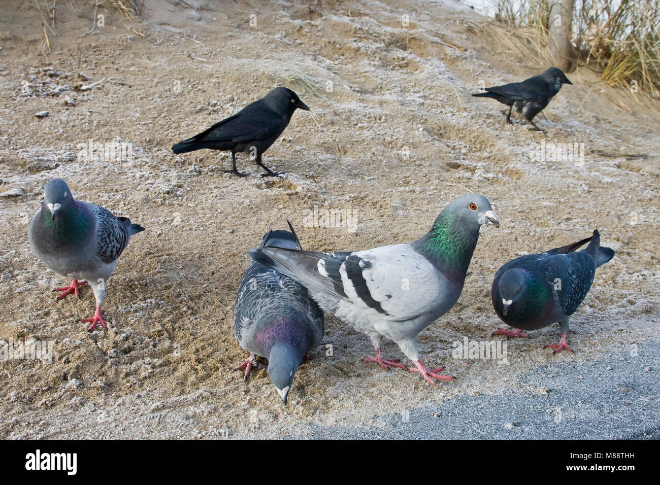 Postduiven hi-res stock photography and images - Alamy