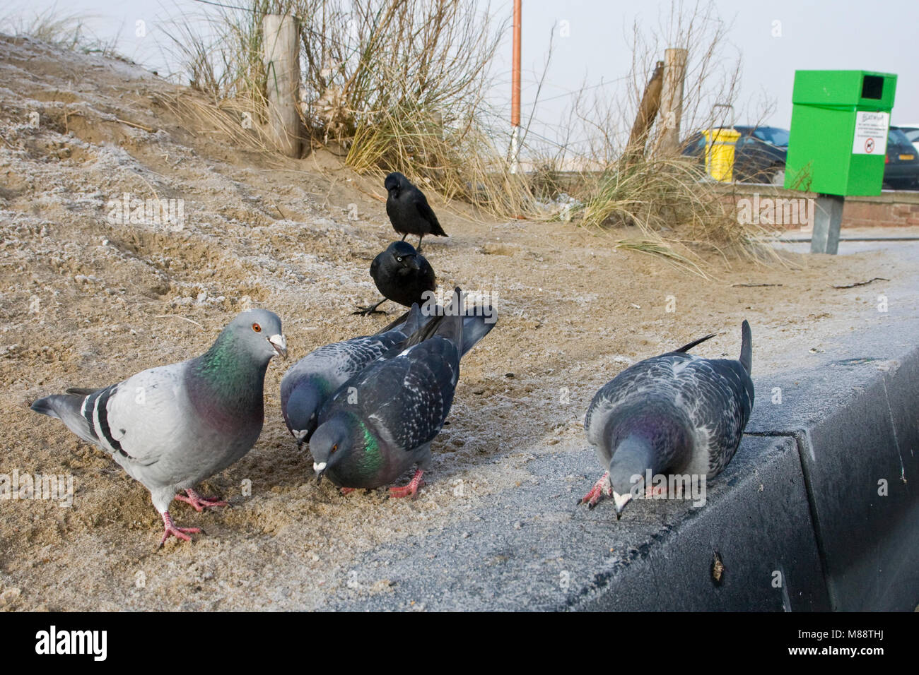 De postduiven hi-res stock photography and images - Alamy
