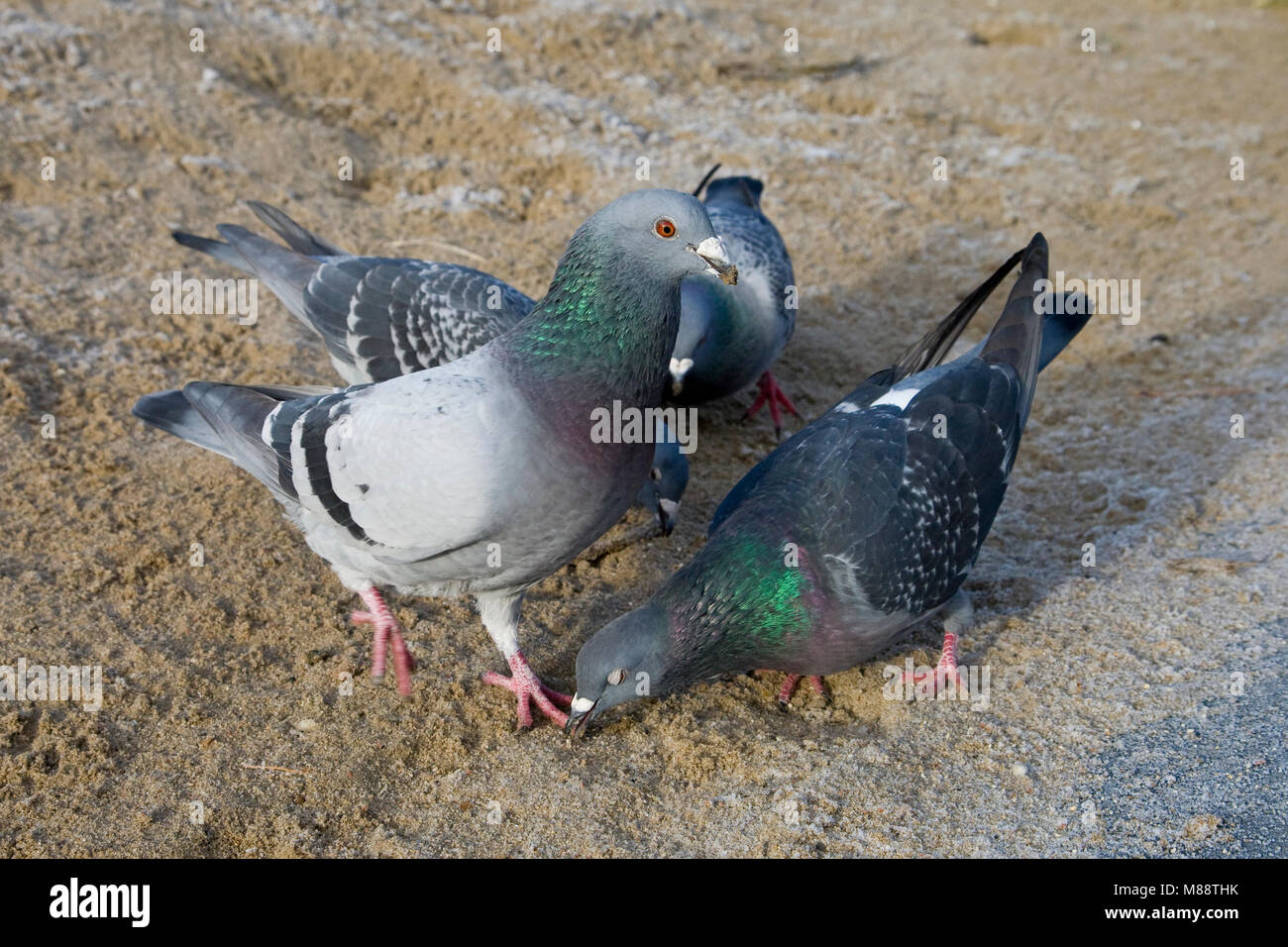 De postduiven hi-res stock photography and images - Alamy