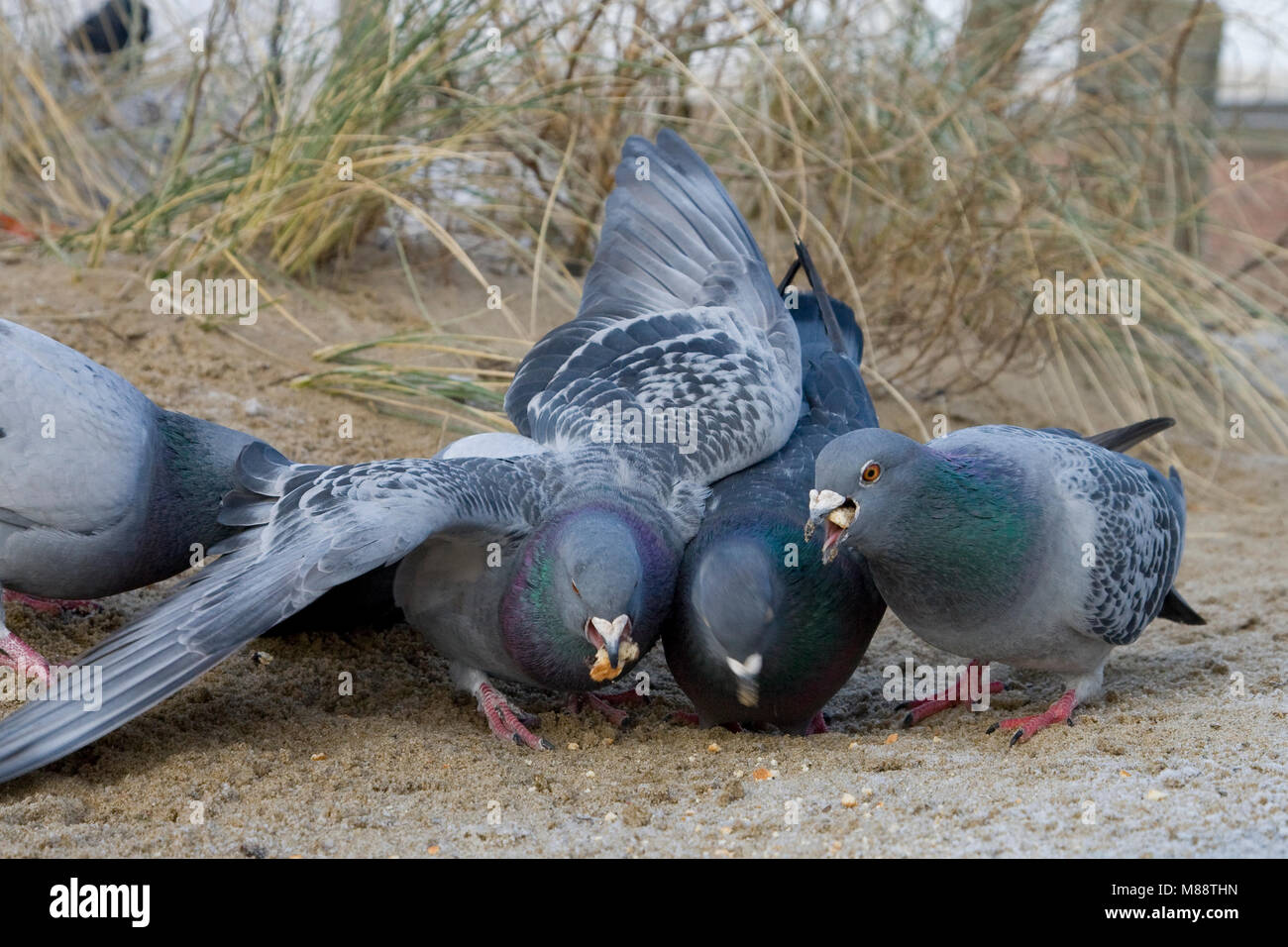 Postduiven hi-res stock photography and images - Alamy