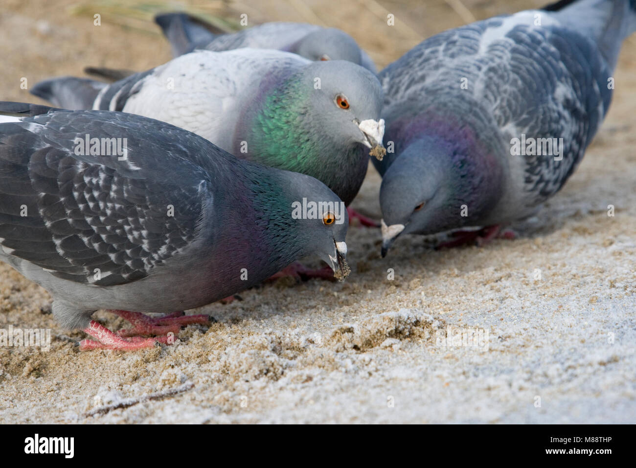 Postduiven hi-res stock photography and images - Alamy