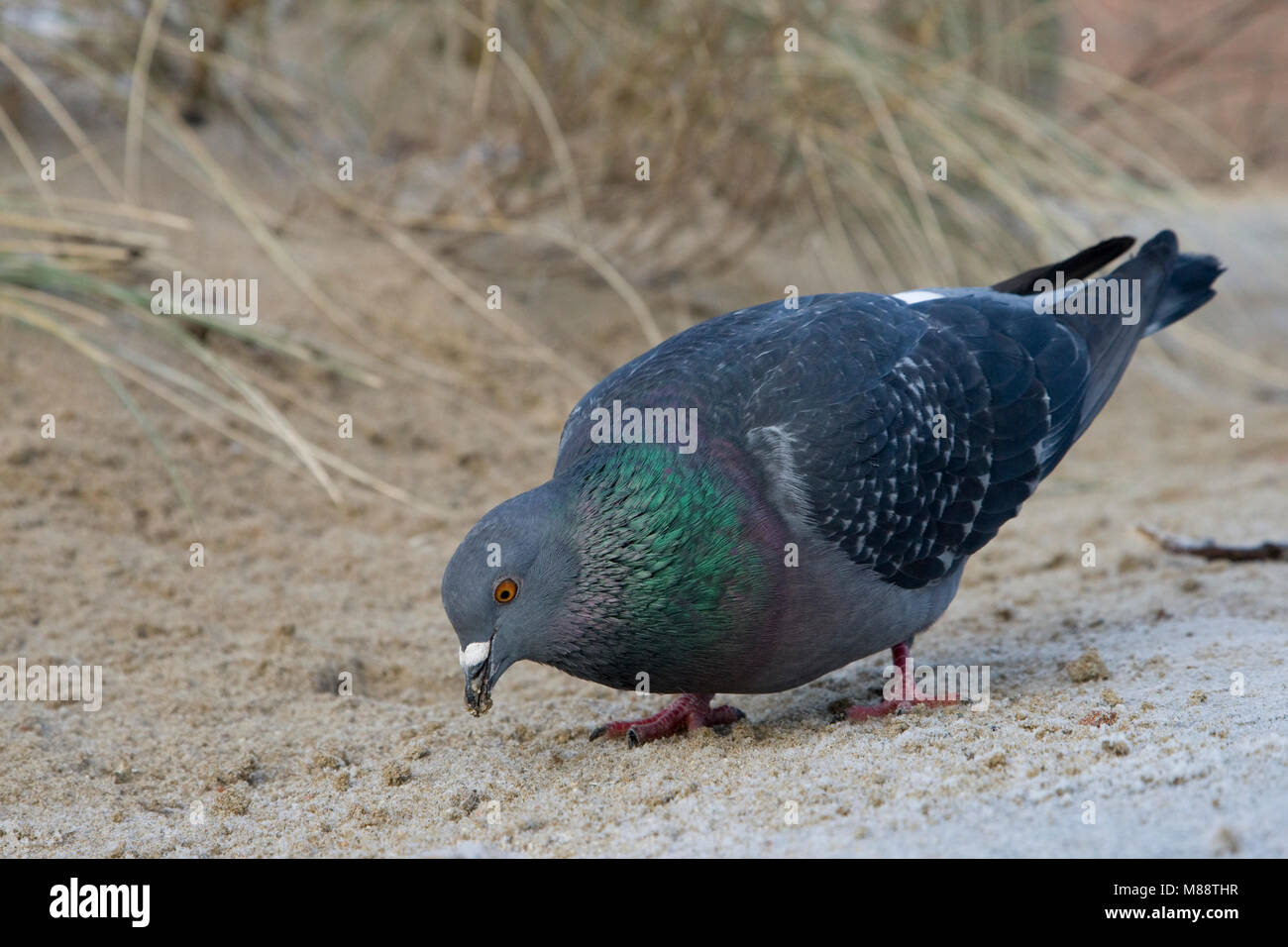 Postduiven hi-res stock photography and images - Alamy