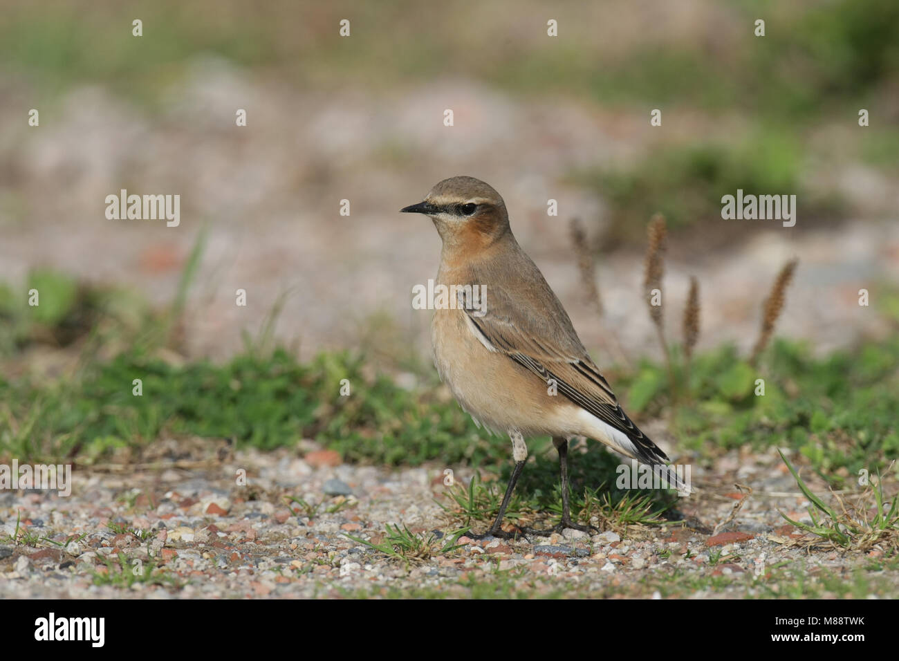 Tapuit op trek; Northern Wheatear on migration Stock Photo - Alamy