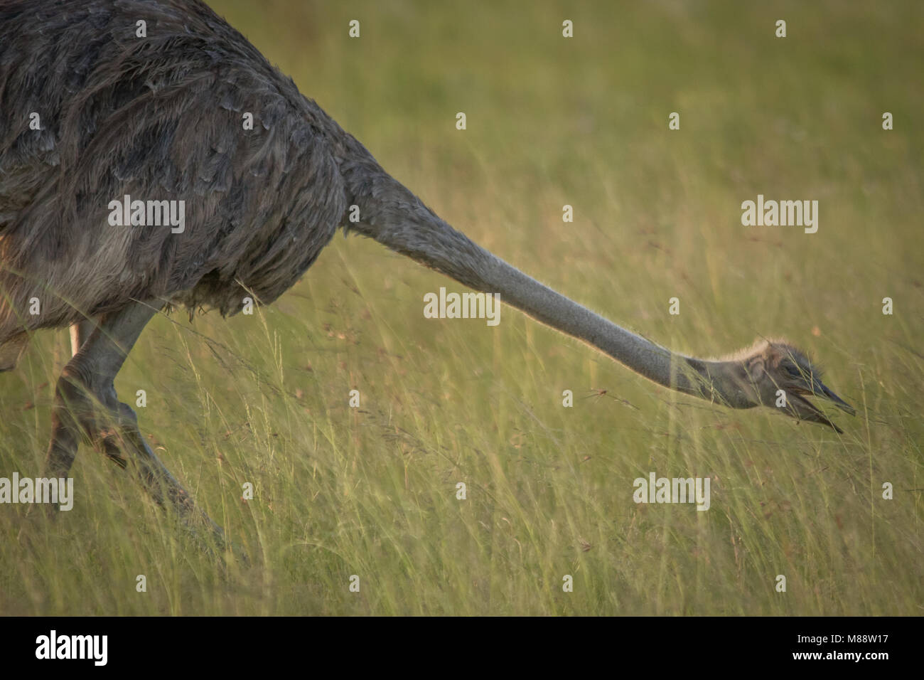 The Mighty Elephant Stock Photo - Alamy