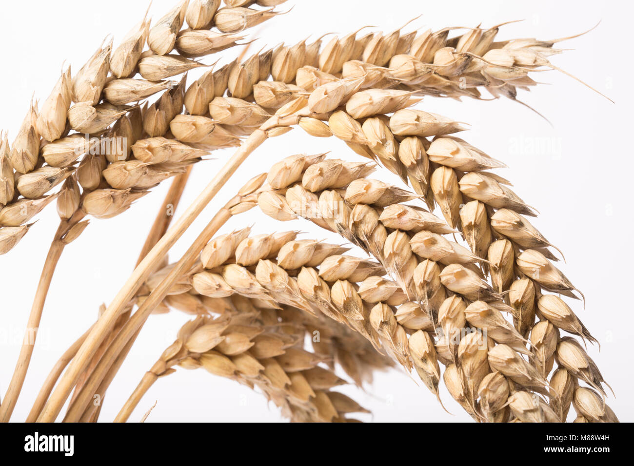 Studio picture of wheat, Dorset England UK GB. Photographed on a white ...