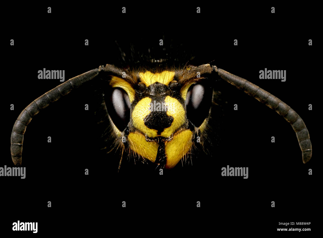 Common wasp, Vespula vulgaris, head and features, Dorset England UK GB ...