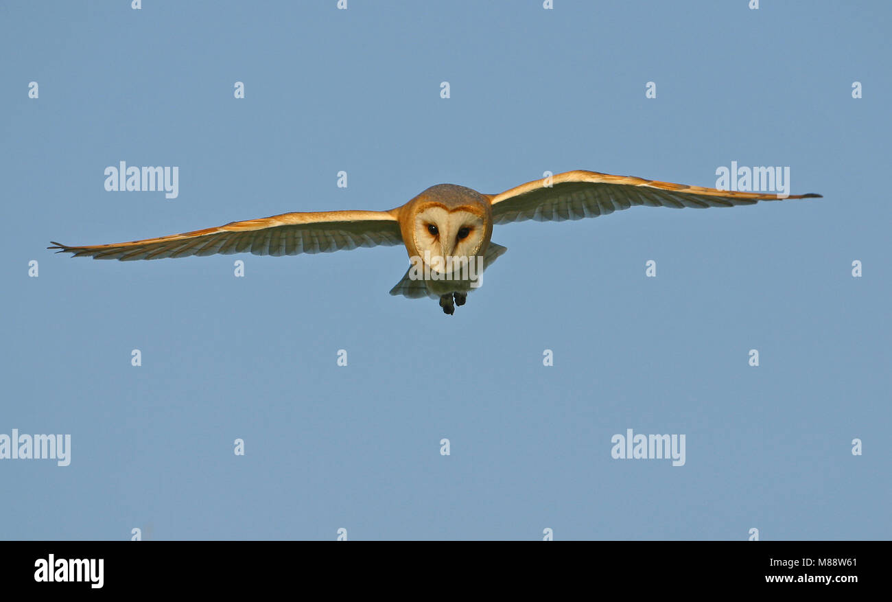 Barn Owl flying; Kerkuil vliegend Stock Photo - Alamy
