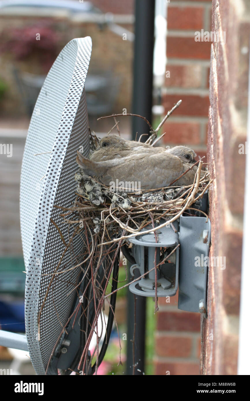 Collared Dove Streptopelia decaocta, chicks on nest behind satellite ...