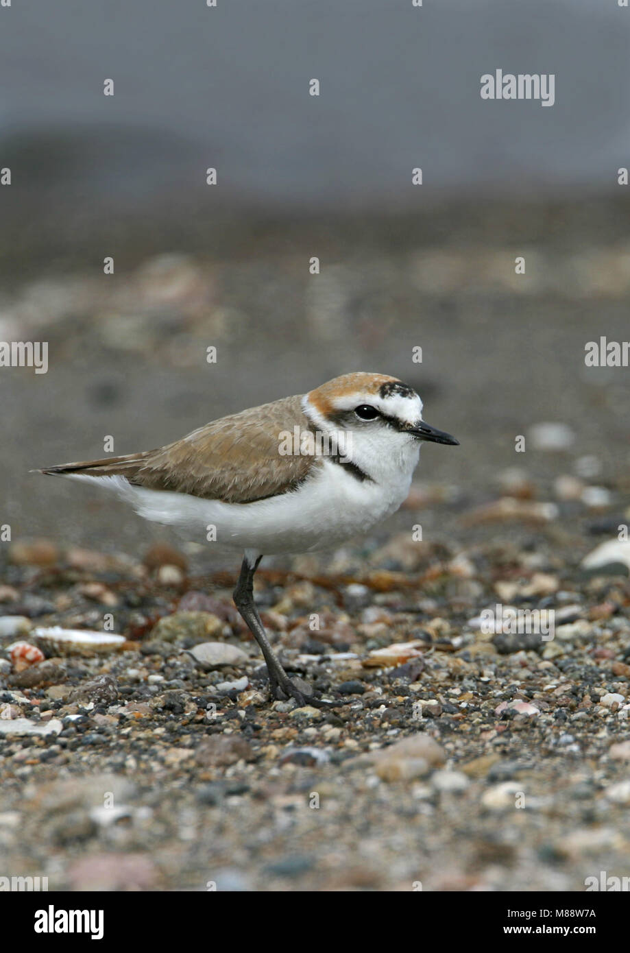 Kentish Plover male; Strandplevier man Stock Photo - Alamy