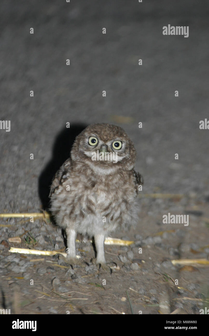 Little owl chick on road in dark, Steenuil kuiken op de weg in donker ...