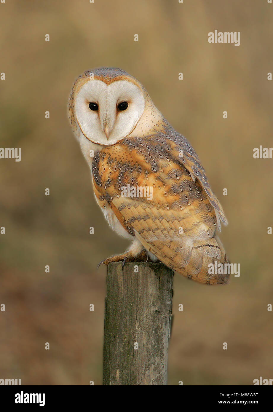 Witte kerkuil hi-res stock photography and images - Alamy