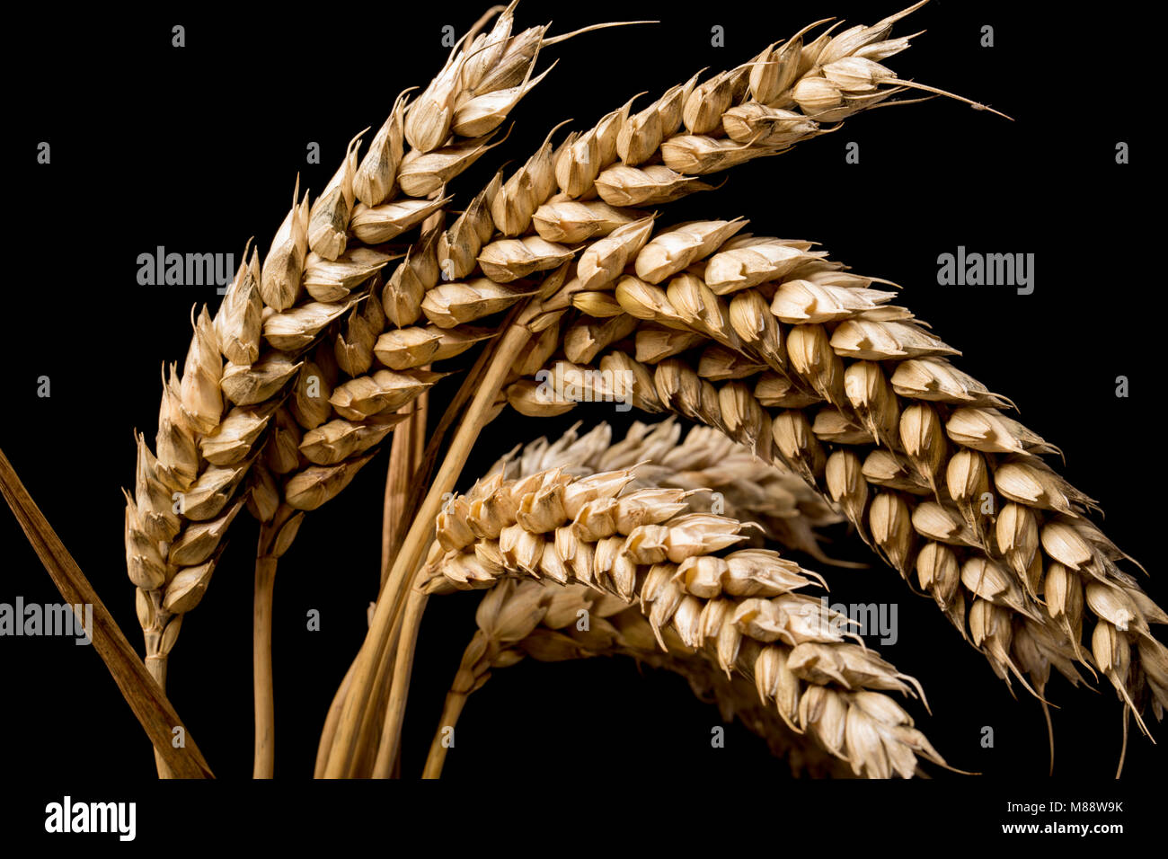 Studio picture of wheat, Dorset England UK GB. Photographed on a black ...