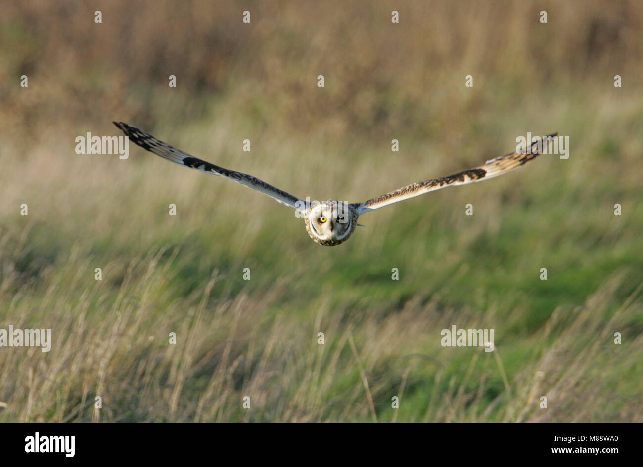 Owl Landing Right At Camera