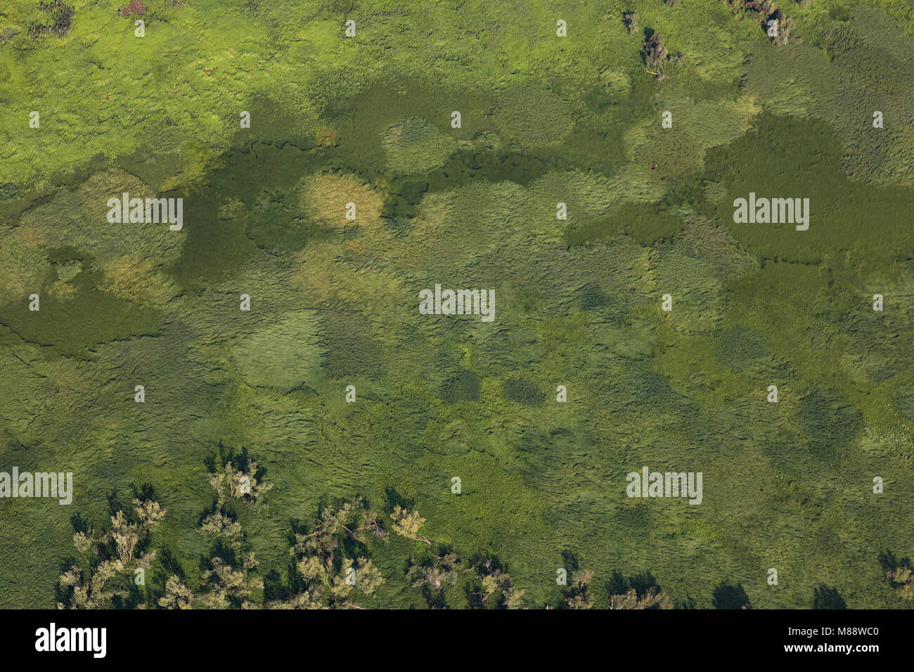 Aerial view of meadow in marshy in summer Stock Photo - Alamy