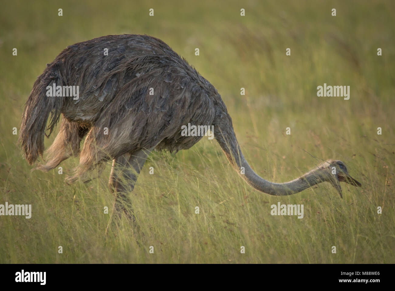 The Mighty Elephant Stock Photo - Alamy
