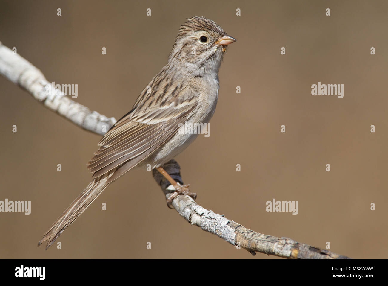 Cassins finch hi-res stock photography and images - Alamy