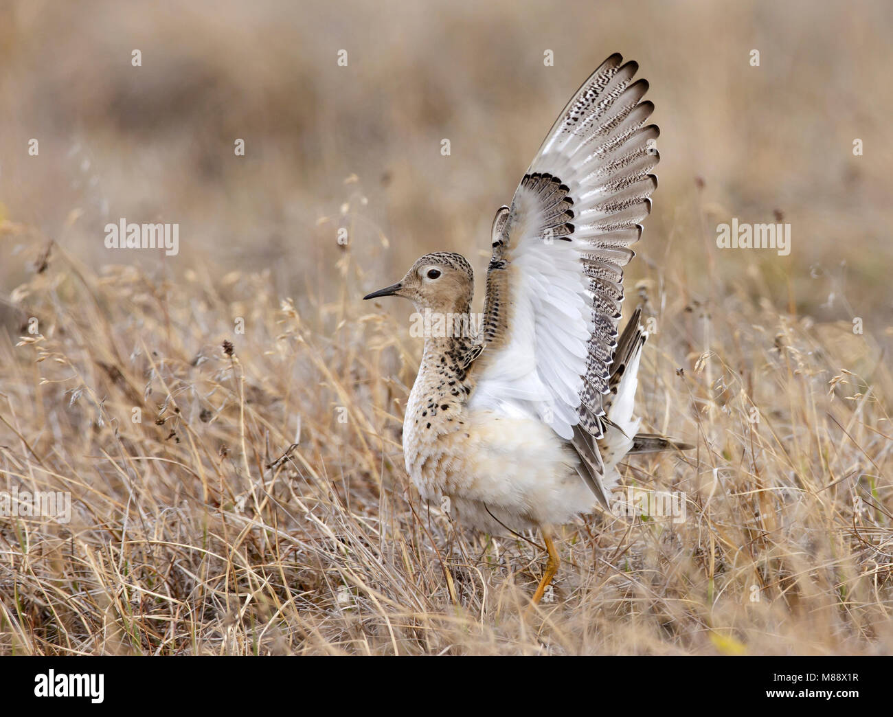 Male buff breasted sandpiper hi-res stock photography and images - Alamy
