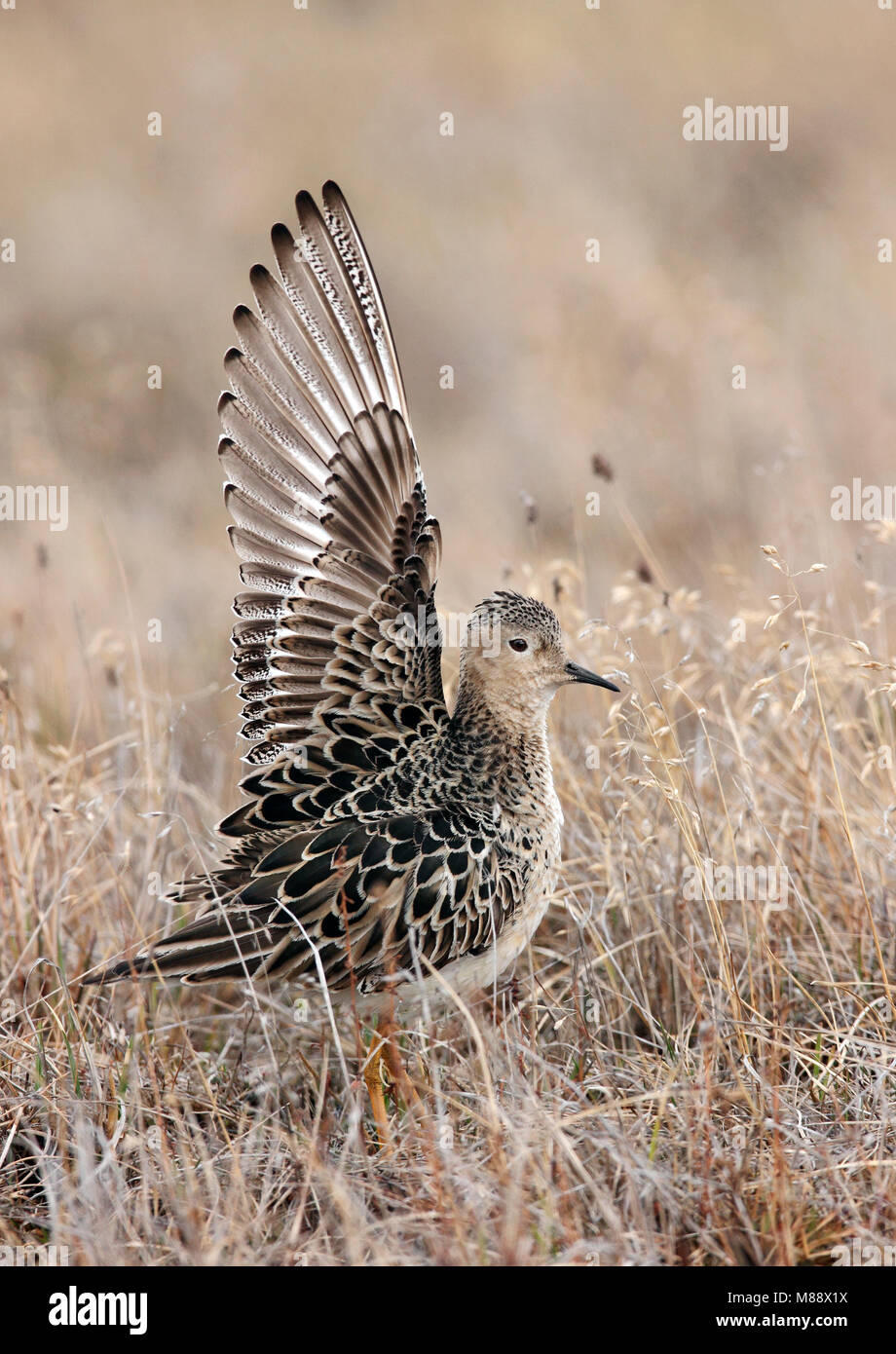 Male buff breasted sandpiper hi-res stock photography and images - Alamy