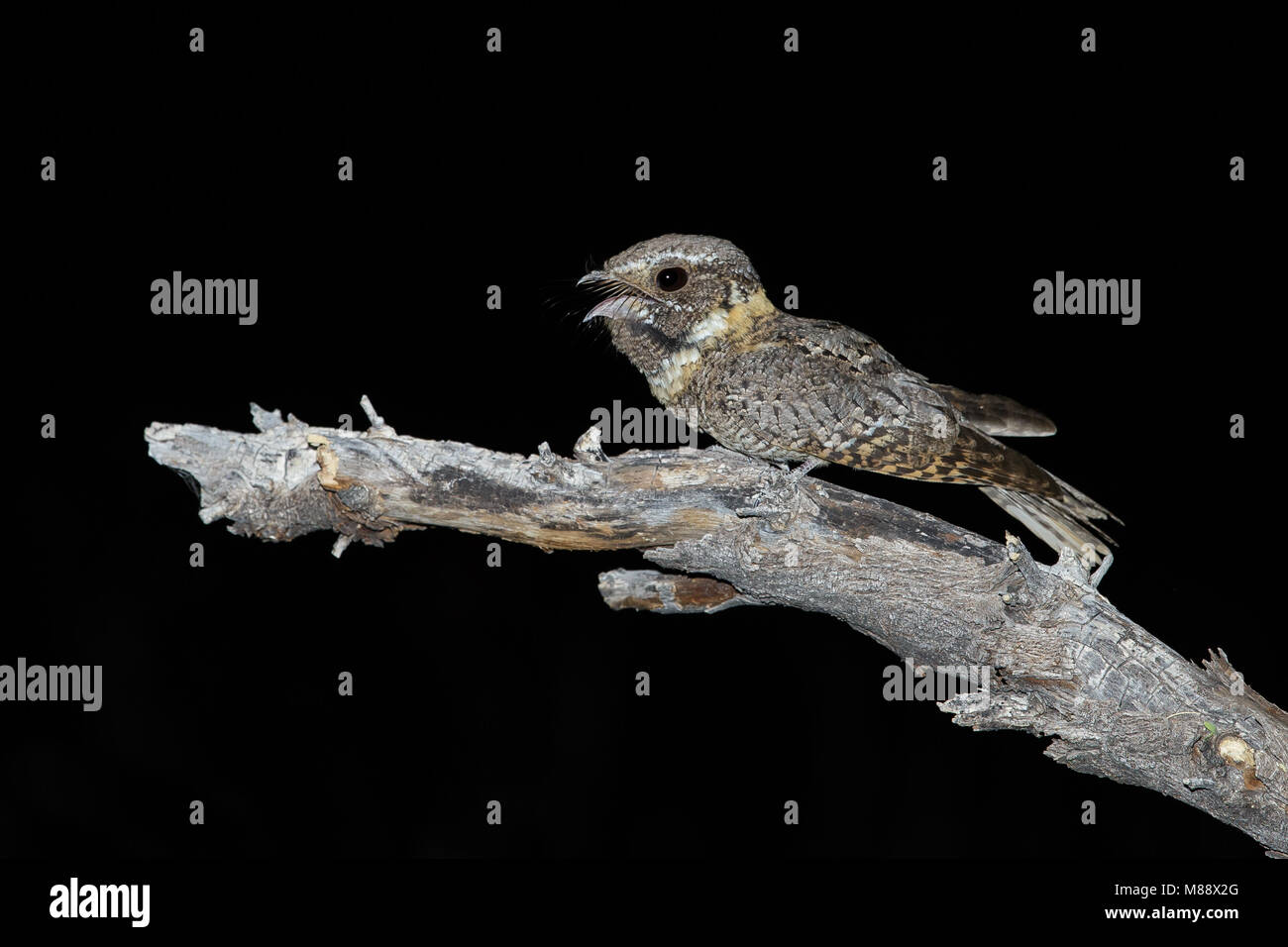 Adult Male Nightjar High Resolution Stock Photography and Images - Alamy