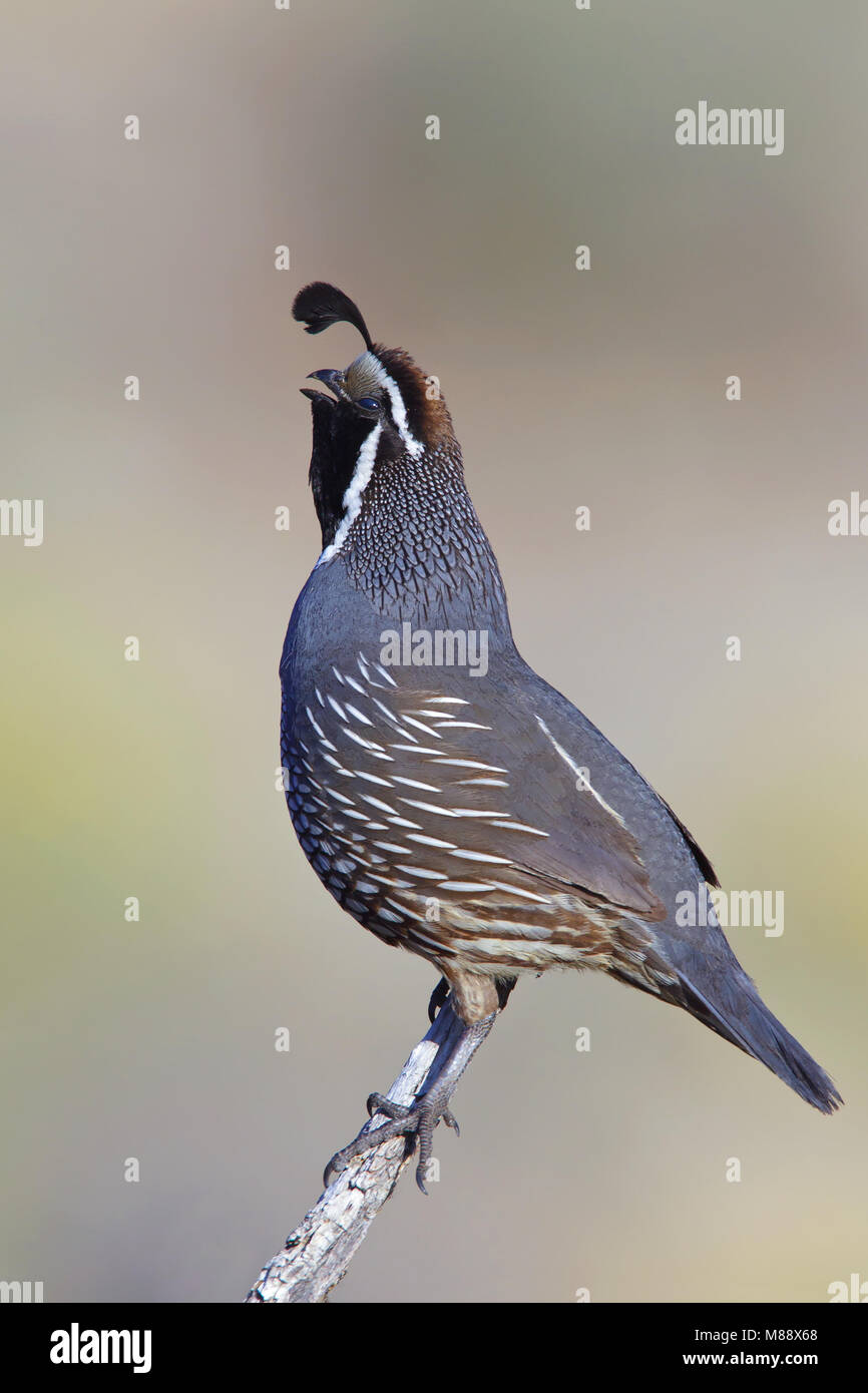 Zingend mannetje Californische Kuifkwartel, Male California Quail ...