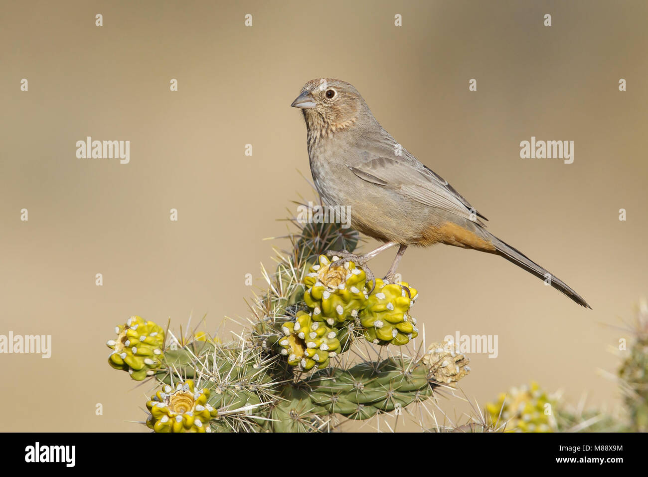 Adult Socorro Co., N.M. December 2014 Stock Photo - Alamy