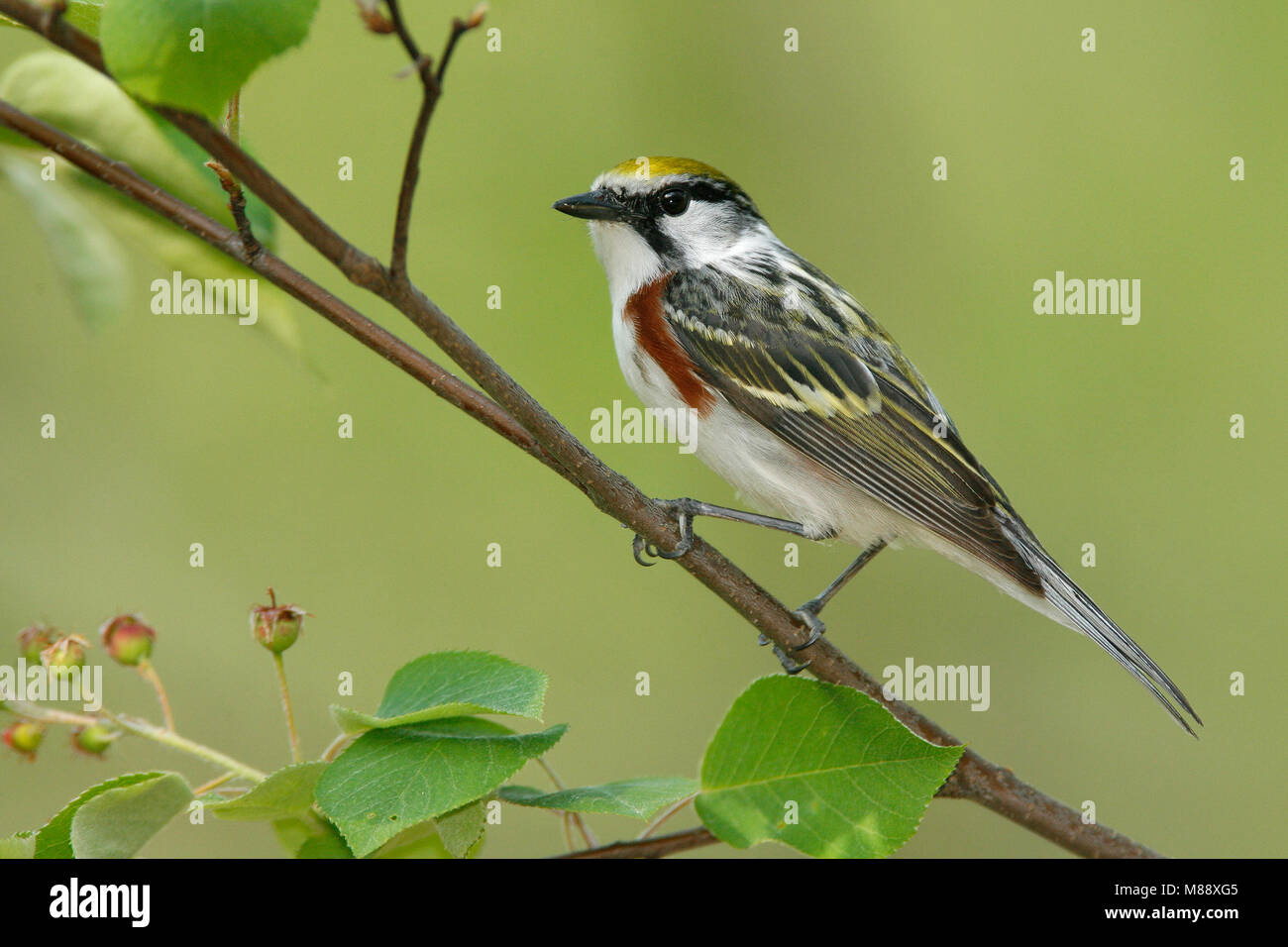 Bird chippewa hi-res stock photography and images - Alamy