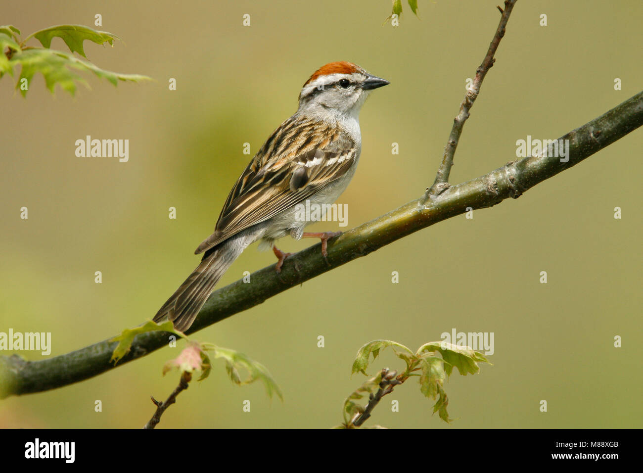 Breeding sparrow hi-res stock photography and images - Alamy