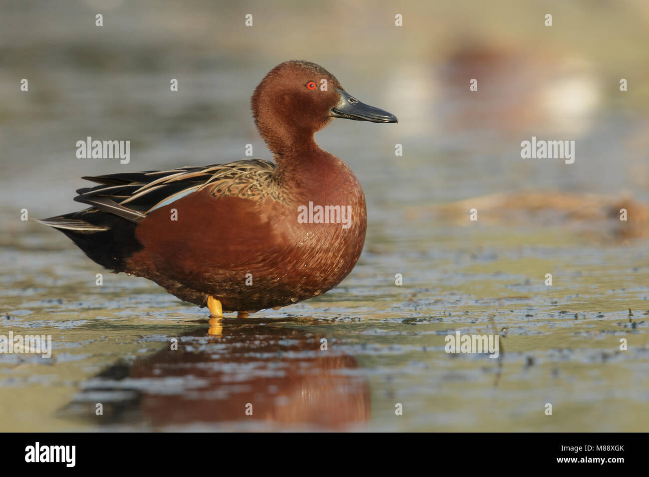 Cinnamon teal duck hi-res stock photography and images - Alamy
