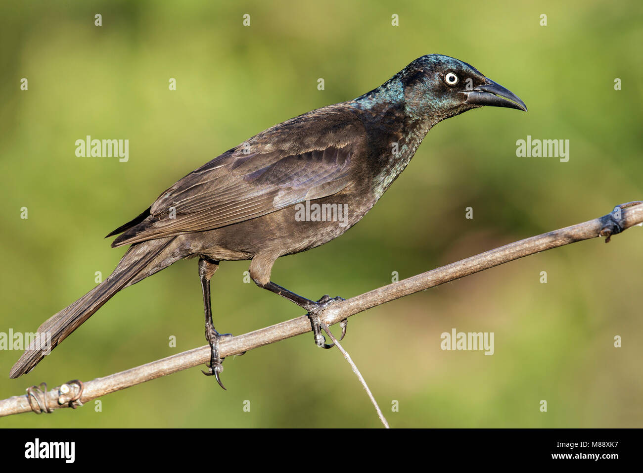 Female common grackle hi-res stock photography and images - Alamy