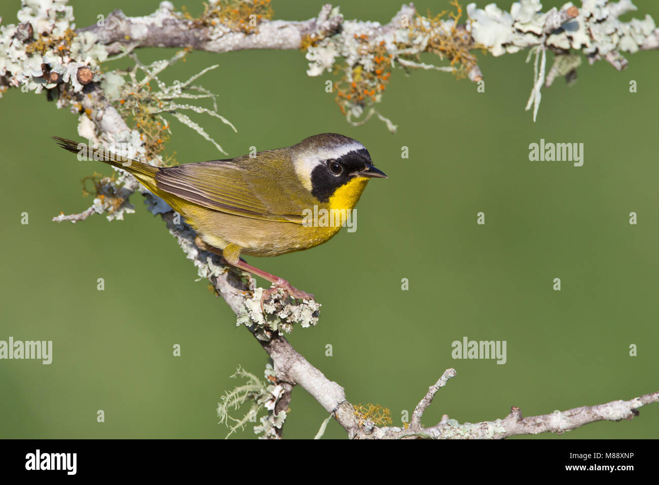 Common bird of north america hi-res stock photography and images - Alamy