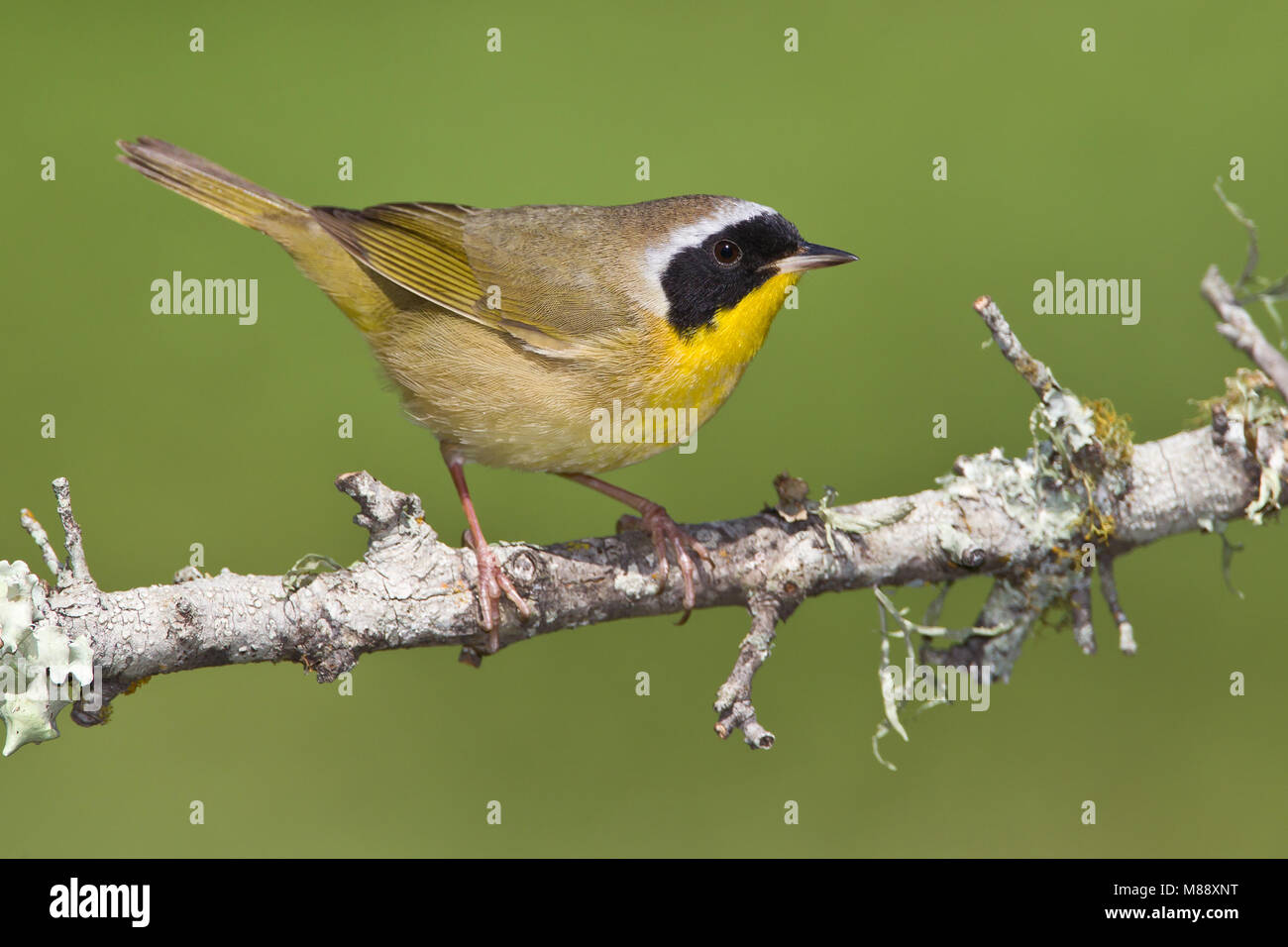 Common bird of north america hi-res stock photography and images - Alamy