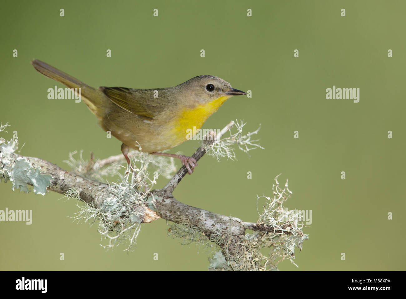 Common yellowthroat female hi-res stock photography and images - Alamy