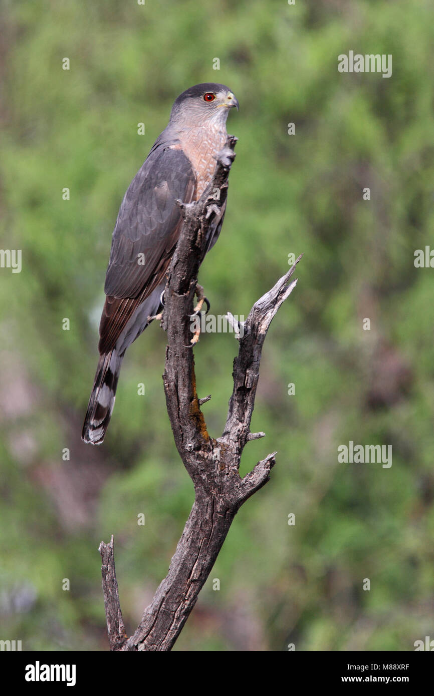 Adult Coopers Hawk High Resolution Stock Photography and Images - Alamy