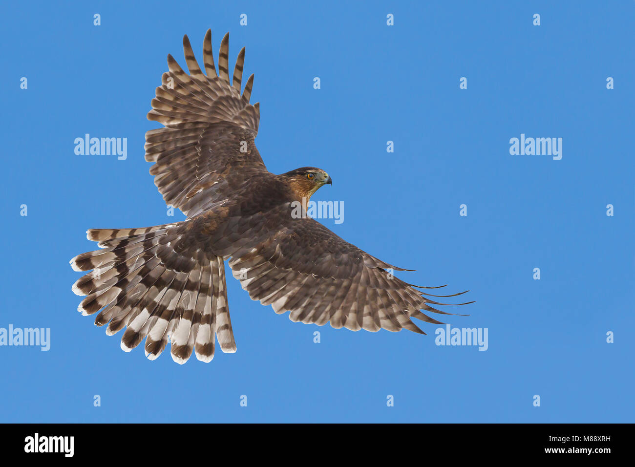 Mexican hawk hi-res stock photography and images - Alamy