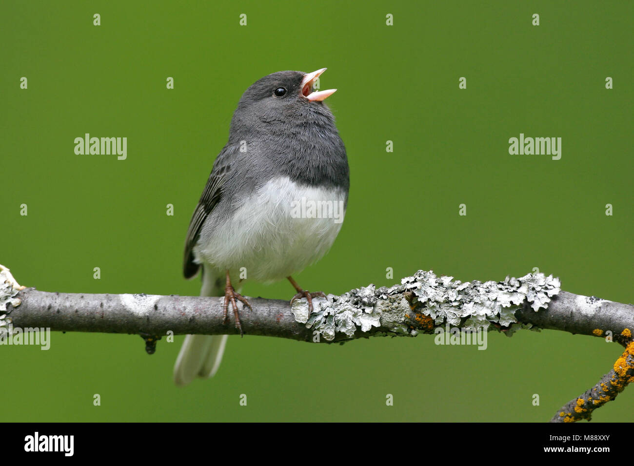 Adult male Anchorage Co., AK May 2009 Stock Photo - Alamy