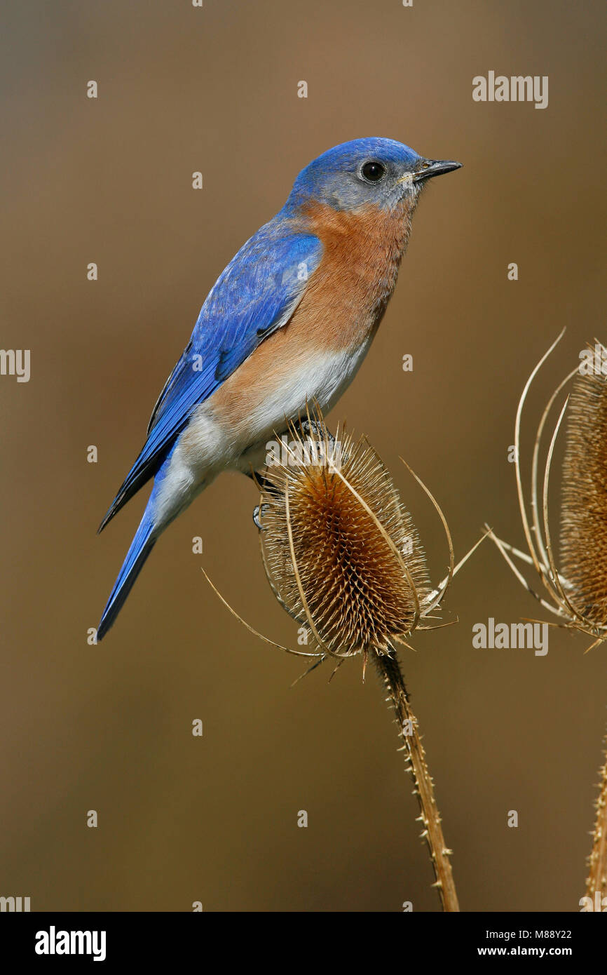 Adult bluebird hi-res stock photography and images - Alamy