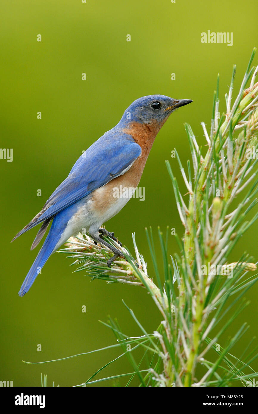 Adult bluebird hi-res stock photography and images - Alamy