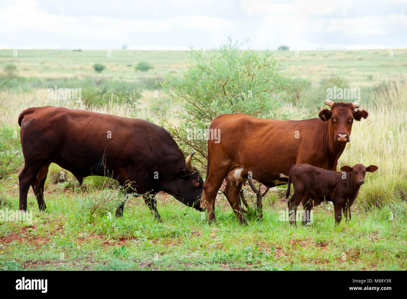 Australian beef cow hi-res stock photography and images - Alamy