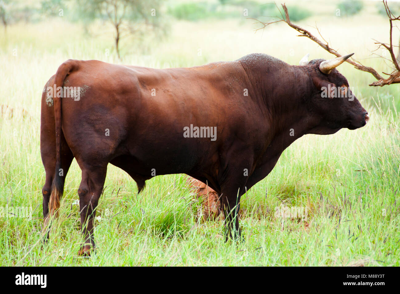 Australian Beef Cow High Resolution Stock Photography and Images - Alamy