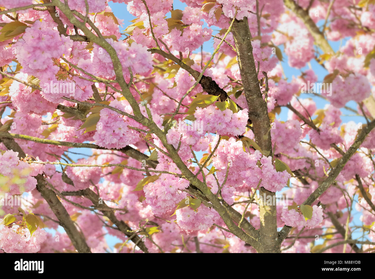 close on beautiful cherry blossom tree in spring Stock Photo - Alamy