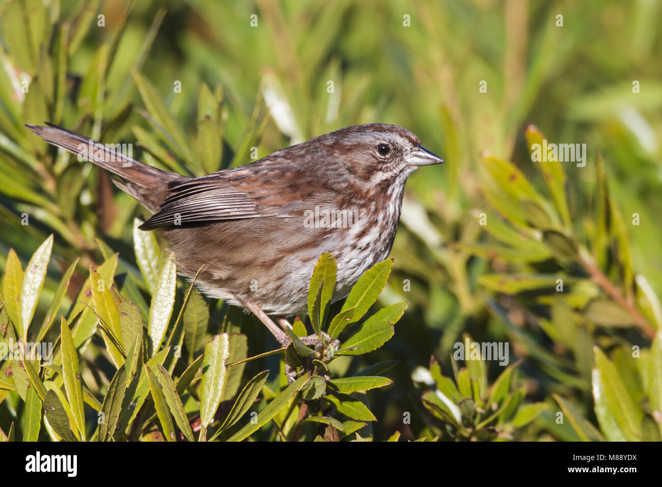 Small gray bird hi-res stock photography and images - Alamy