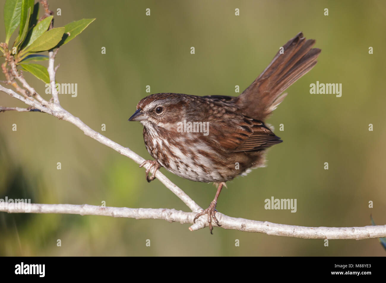 Zanggors in Gray Harbour Co Washington; Song Sparrow in Gray Harbour Co ...
